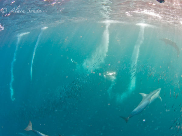 Sardine run : une fabuleuse migration - Passion plongée sous-marine