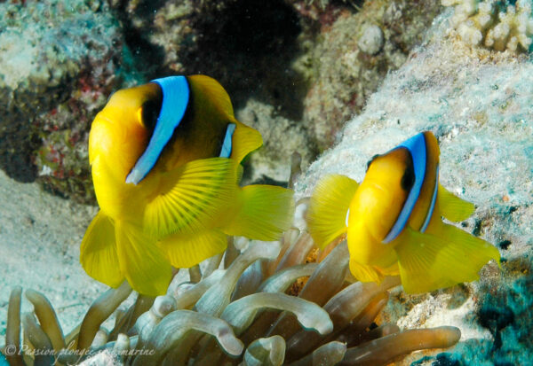 Égypte : la croisière nord en photos - Passion plongée sous-marine