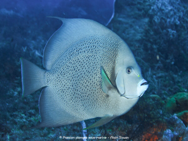 Mexique : plongées colorées à Playa del Carmen - Passion plongée sous ...