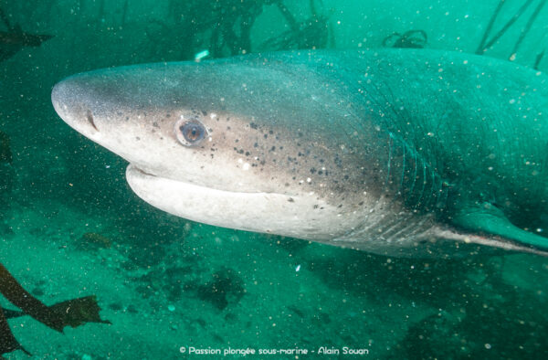 Afrique du Sud : plongées avec les requins plat-nez et les otaries de ...