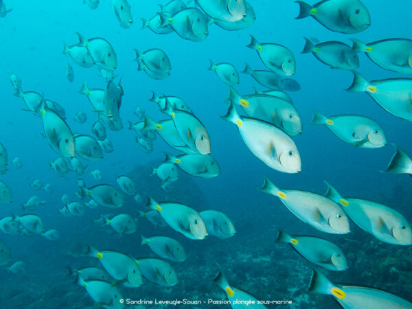Santo Antão, les plus belles plongées du Cap-Vert - Passion plongée ...